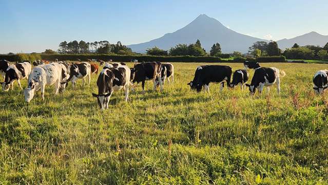 Rural Property for Sale Across NZ |OneRoof