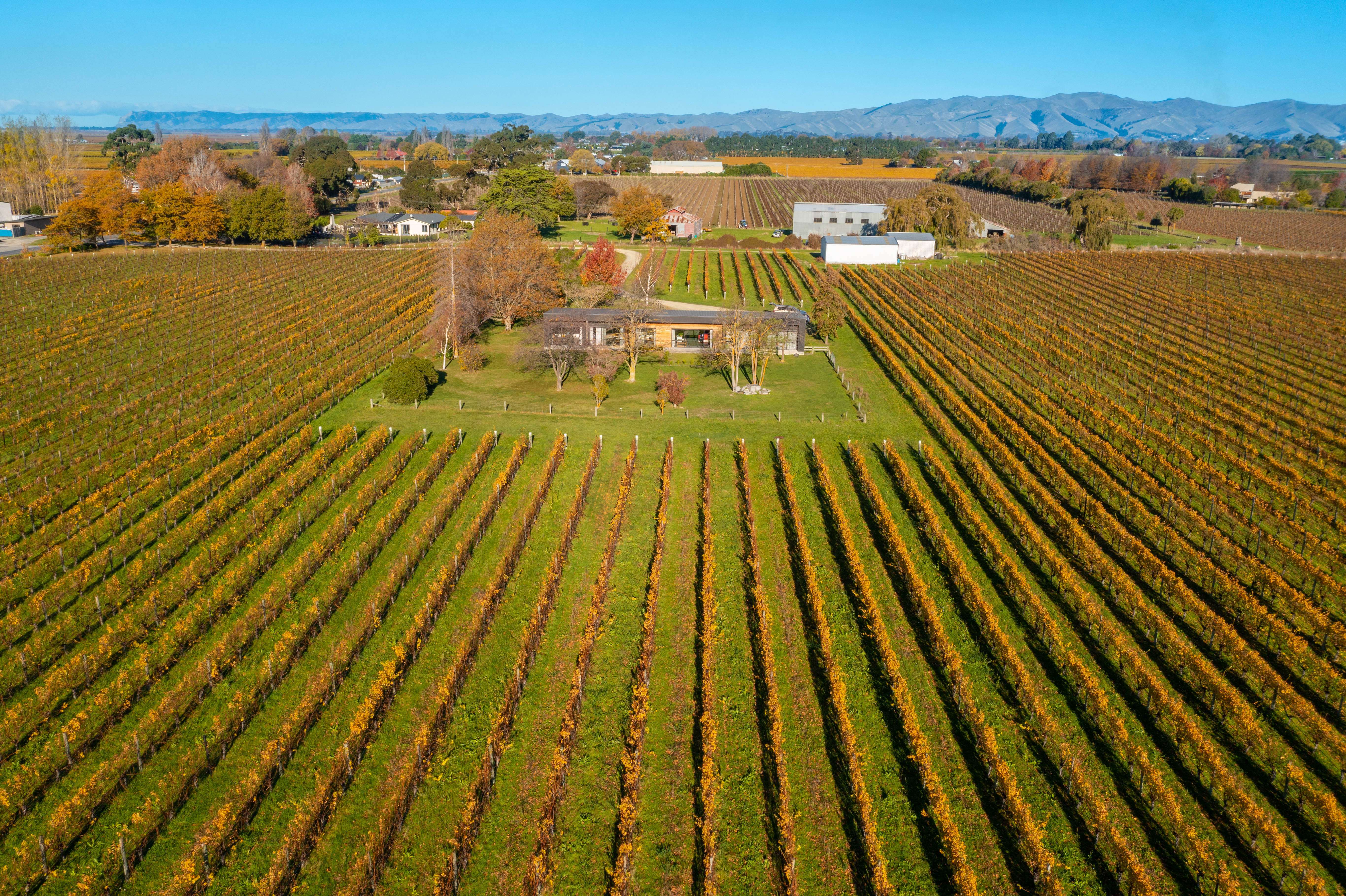 Vineyard could be just what the doctor ordered, All things property ...