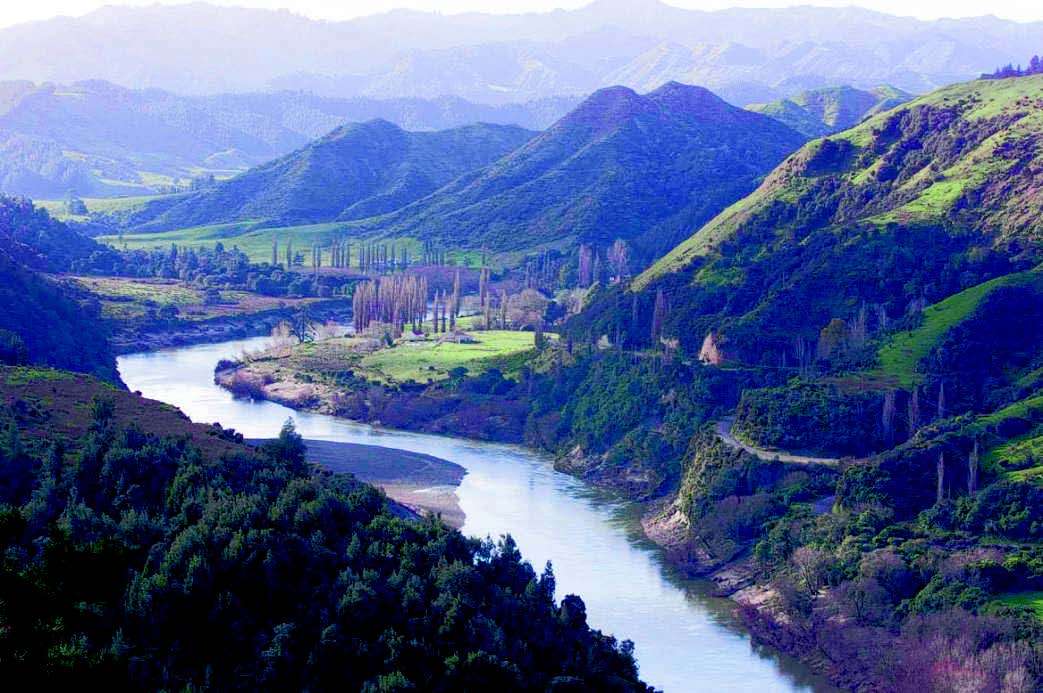 Can native trees transform our hills?, All things property, under OneRoof