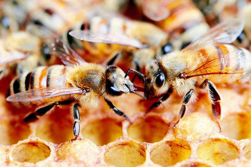 Bee aware of ‘most powerful insect', All things property, under OneRoof