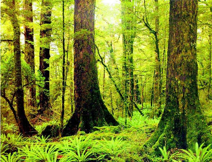 Our native forests are worth fighting for, All things property, under ...