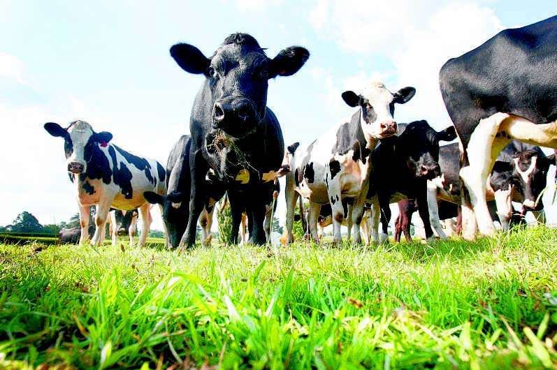 Why we shouldn't cut cow numbers, All things property, under OneRoof