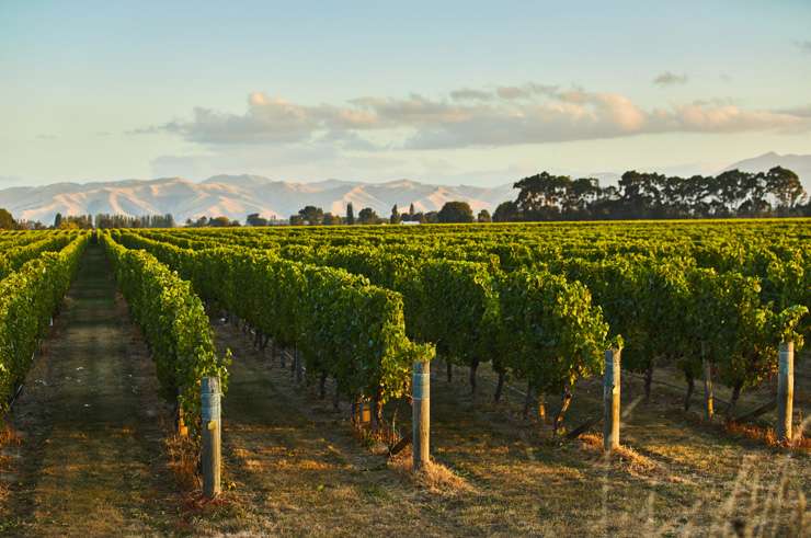 Established vineyard in Marlborough’s renowned Rapaura area, All things ...