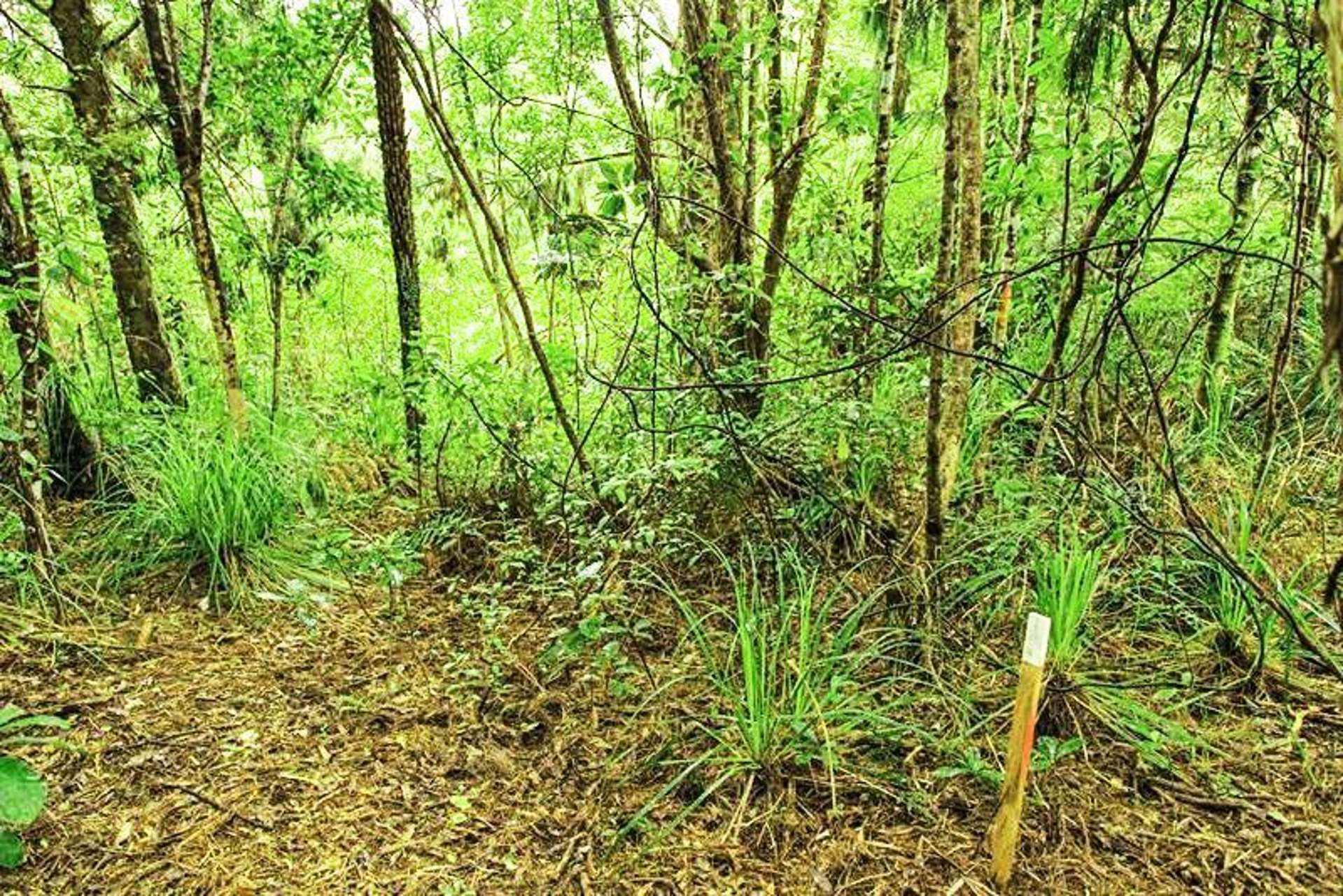 252 Piha Road | Piha | Waitakere City | Houses for Sale - One Roof