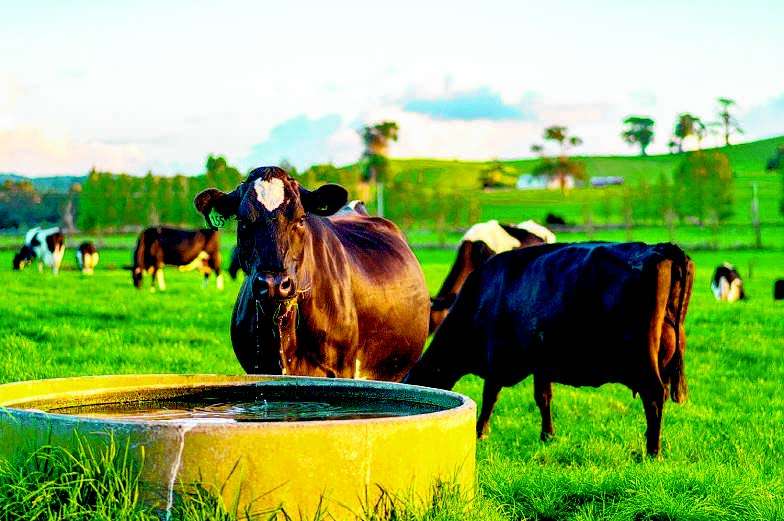 Cream rises to the top with farm sales, All things property, under OneRoof