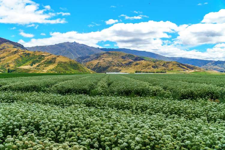 Waikerikeri Valley Road | Springvale | Central Otago | Rural Property ...