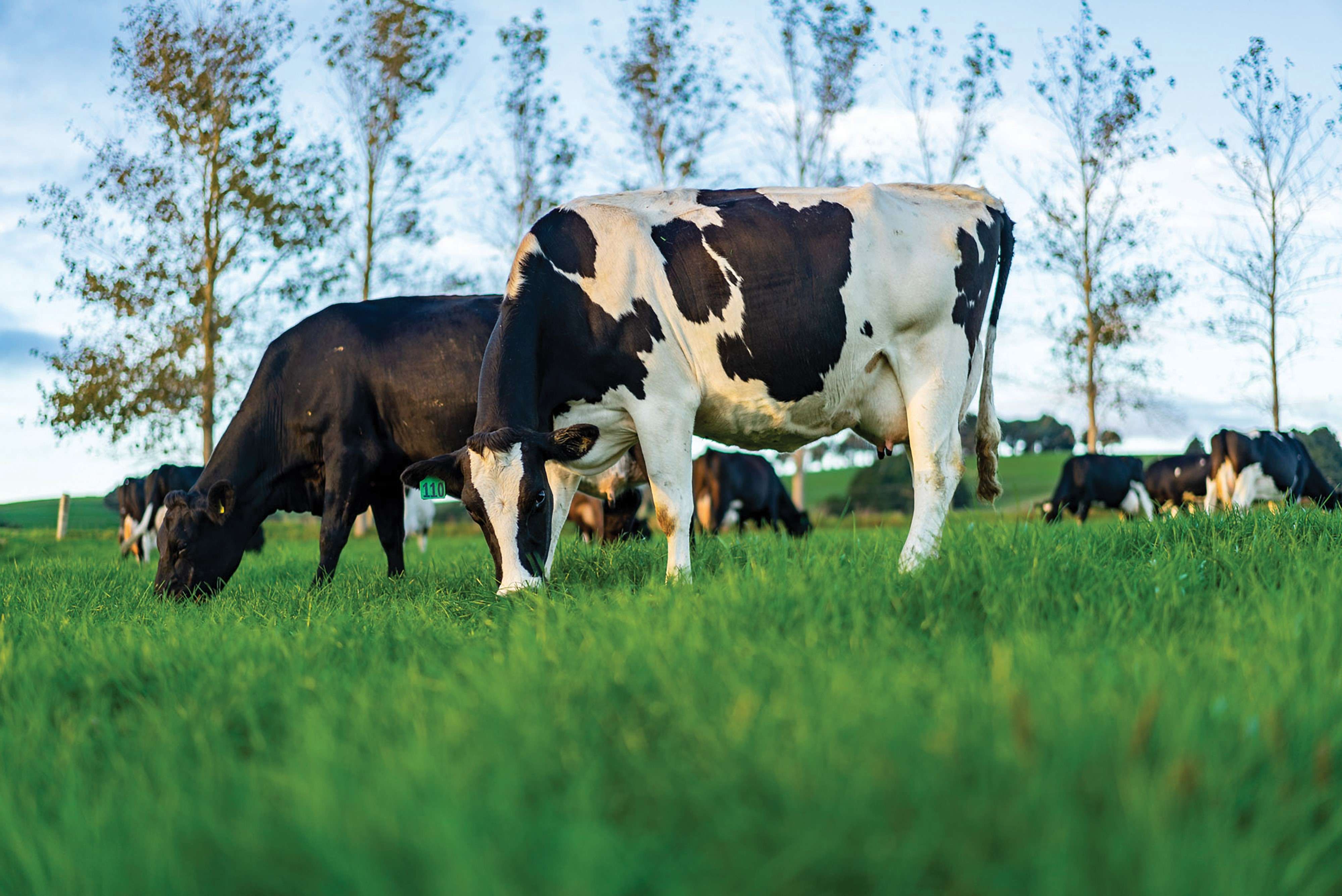 Flight to quality in dairy property sector, All things property, under ...