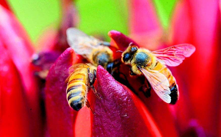 Every third mouthful relies on bees, All things property, under OneRoof